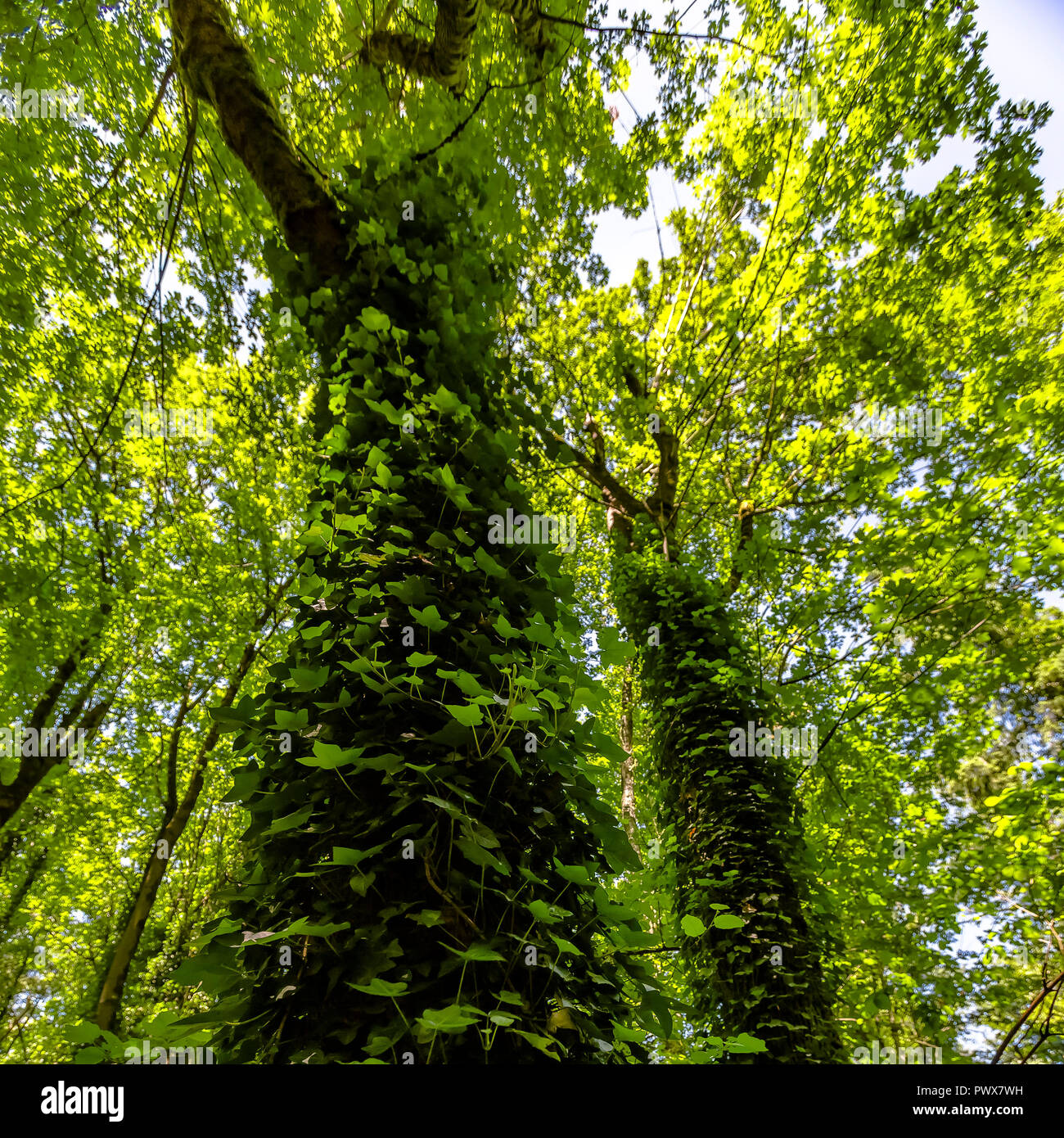 Towering trees with trunks covered with vines Stock Photo - Alamy