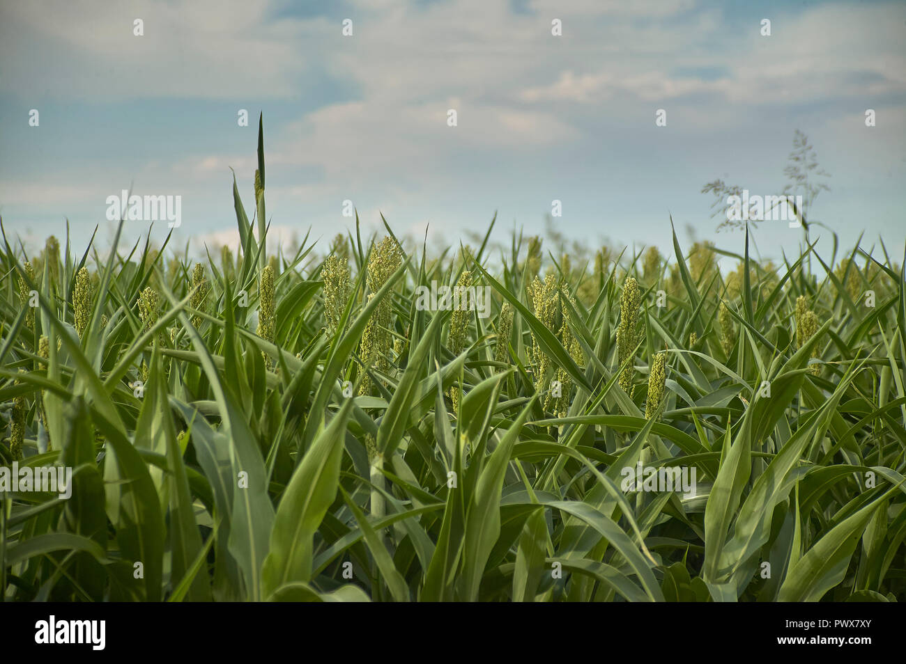 First leaves corn hi-res stock photography and images - Alamy
