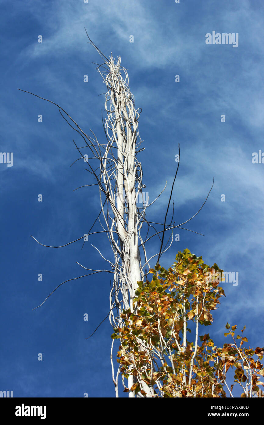 Tall high poplar trees hi-res stock photography and images - Alamy