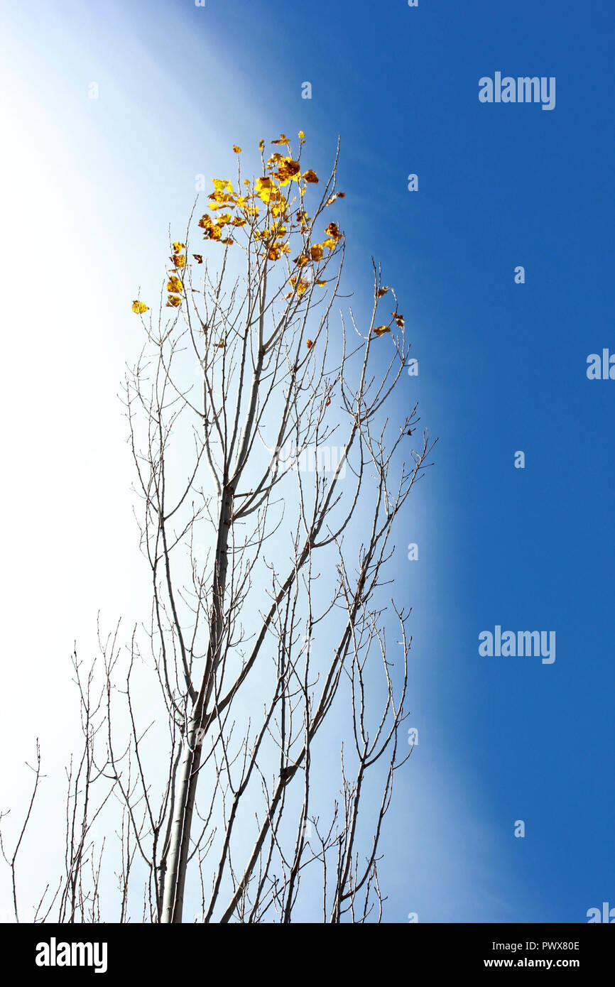 Poplar Trees in Fall Stock Photo - Alamy