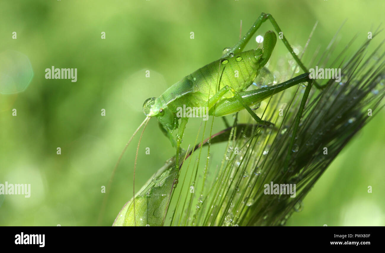 Grasshopper on wheat Stock Photo - Alamy
