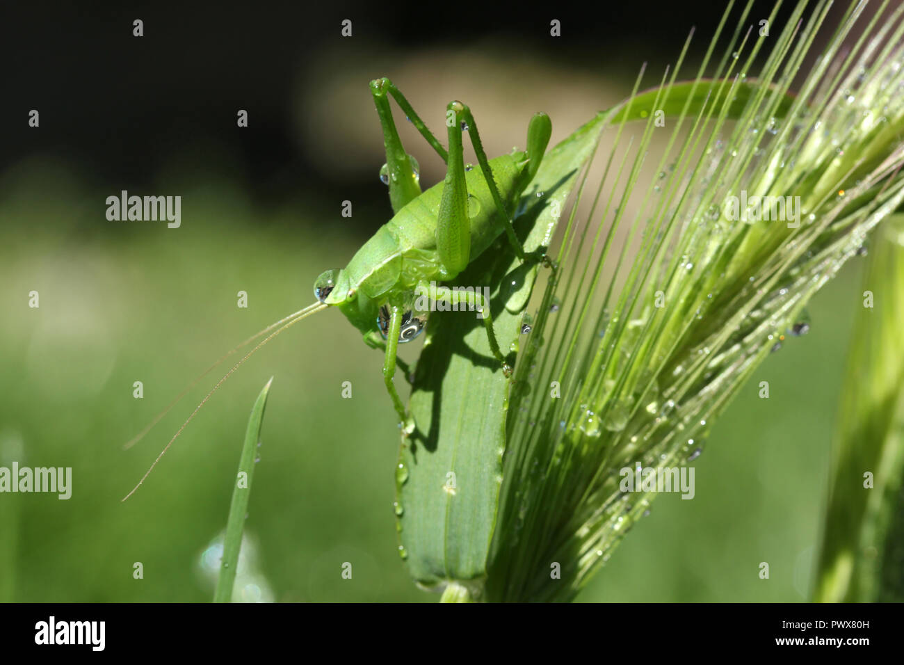 Grasshopper on wheat Stock Photo - Alamy