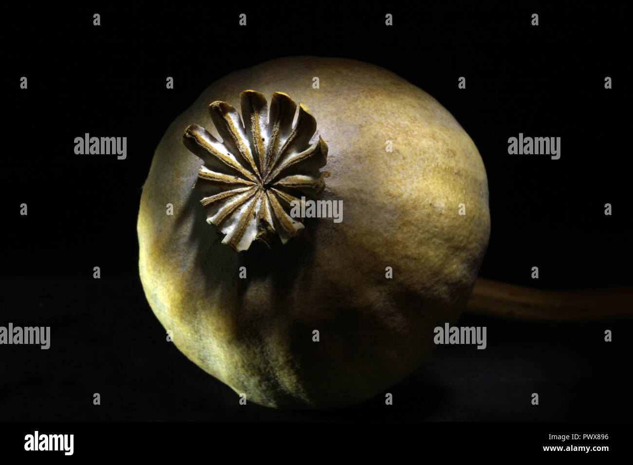 dry poppy head Stock Photo - Alamy