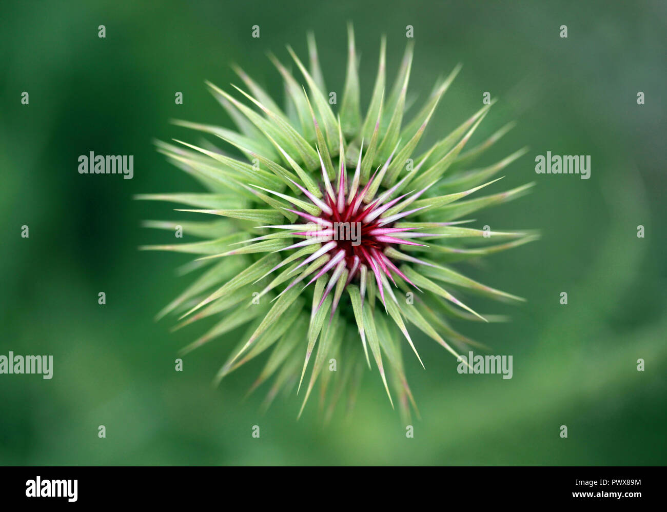 green background thistle Stock Photo - Alamy