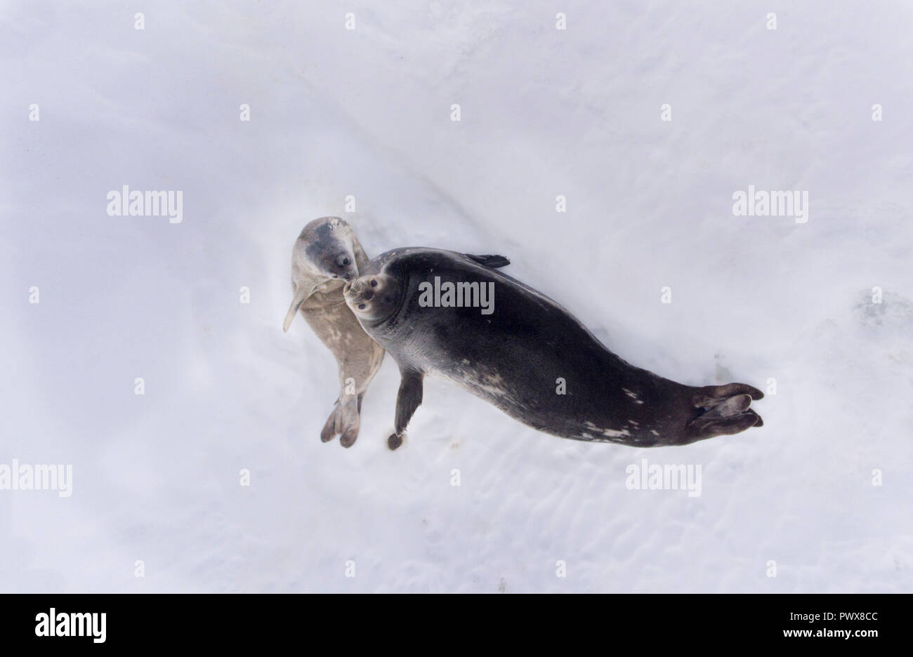 Fat baby and mother hi-res stock photography and images - Alamy