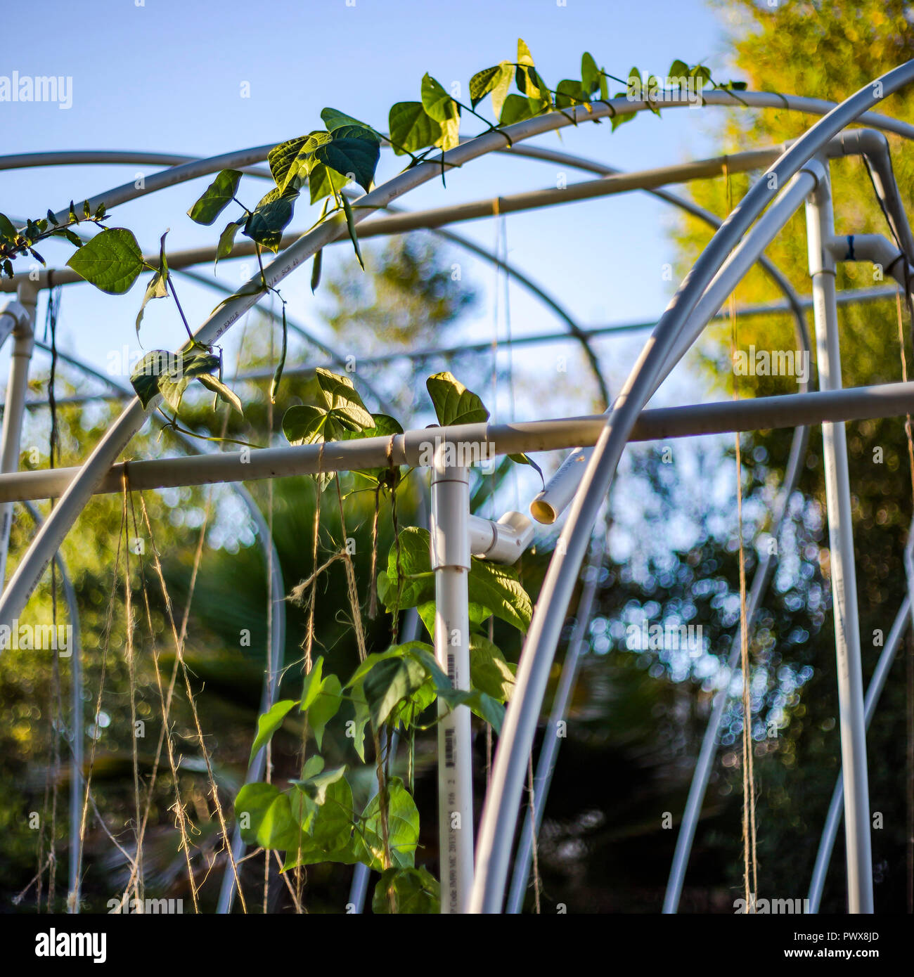 Vines climbing on an arched white structure Stock Photo - Alamy