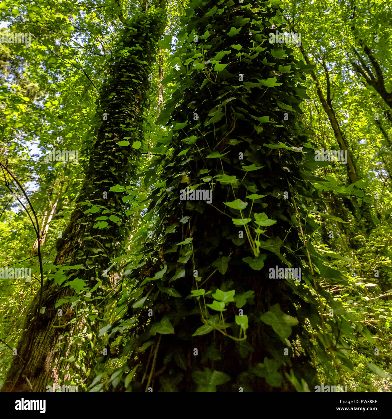Vines flourishing on the trunks of huge trees Stock Photo - Alamy