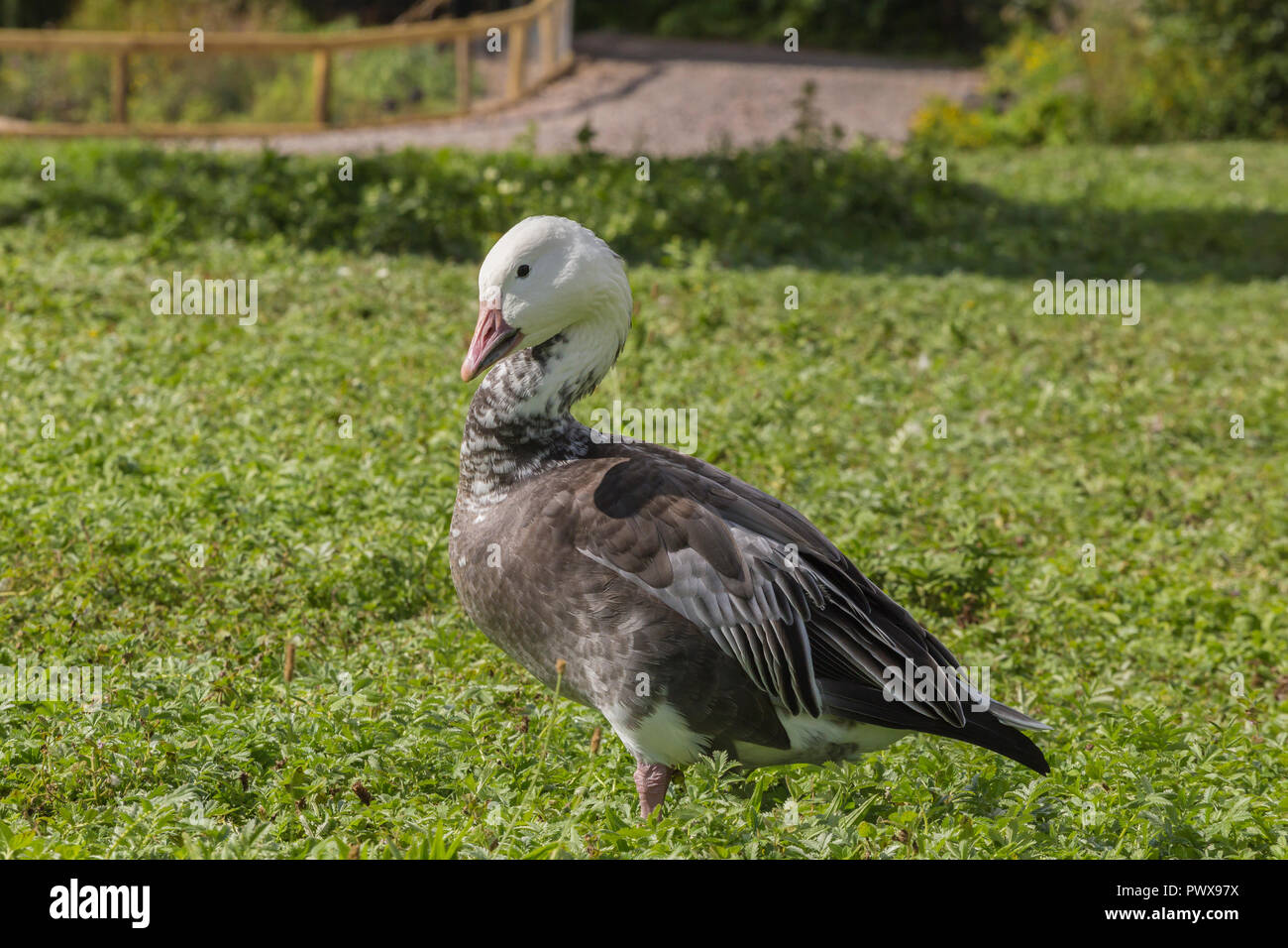Lesser Snow Goose at Slimbridge Stock Photo - Alamy