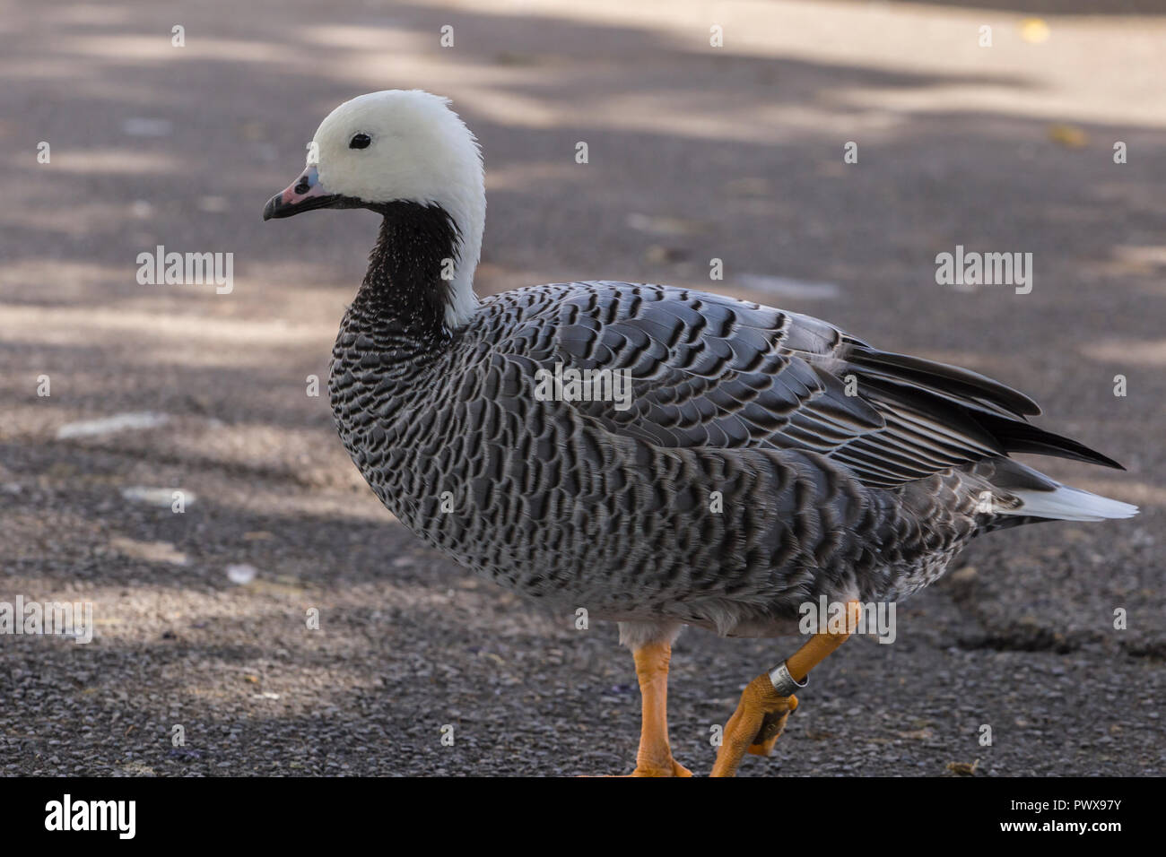 Emperor goose hi-res stock photography and images - Alamy