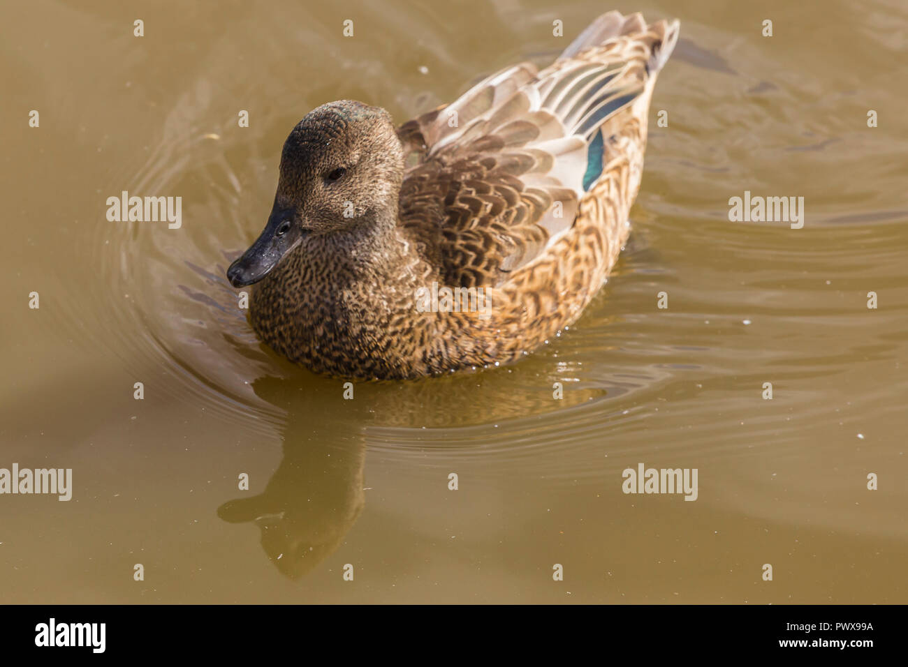 Grey teal hi-res stock photography and images - Alamy