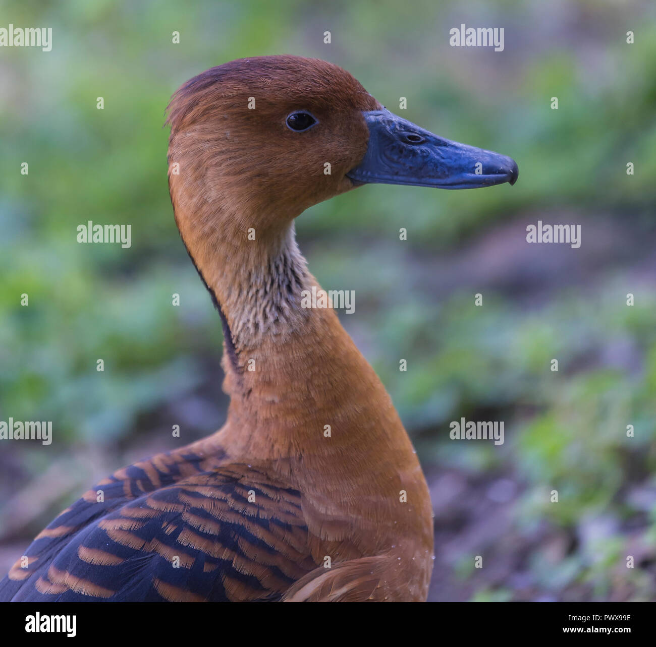 Bicolor beak hi-res stock photography and images - Alamy