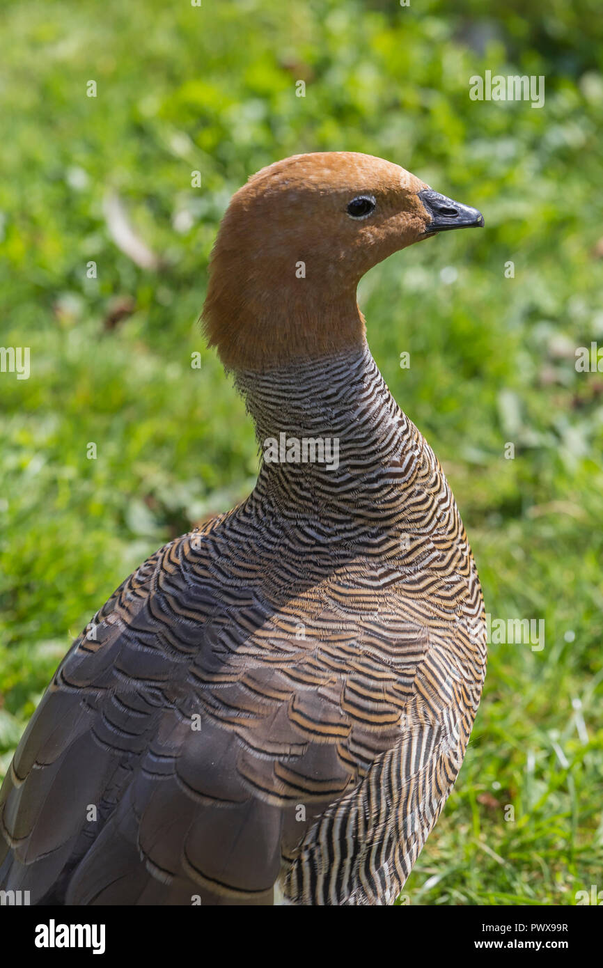 Orange head birds hi-res stock photography and images - Alamy