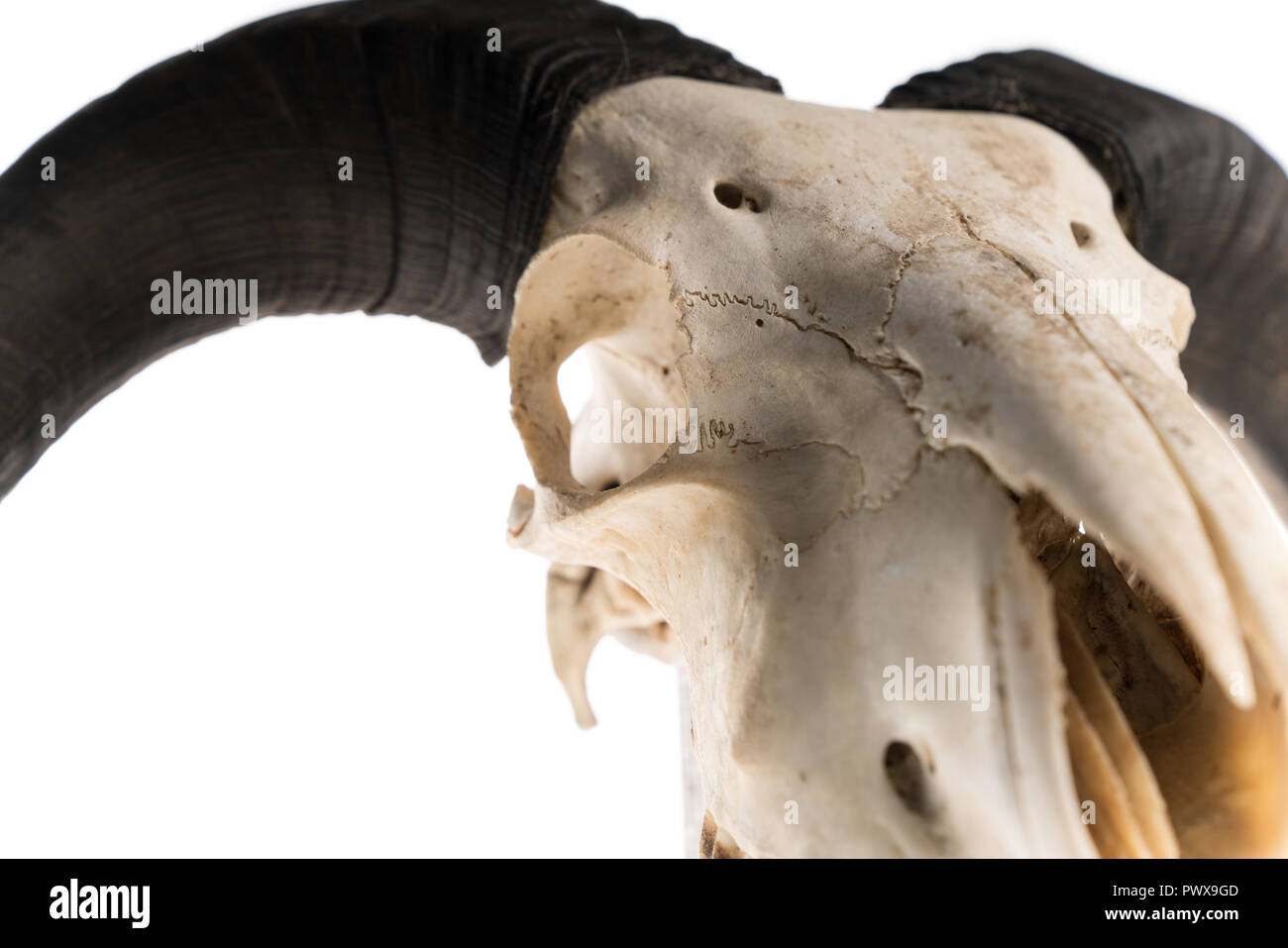 Close-up view of a ram skull with horns, studio shot isolated on white ...