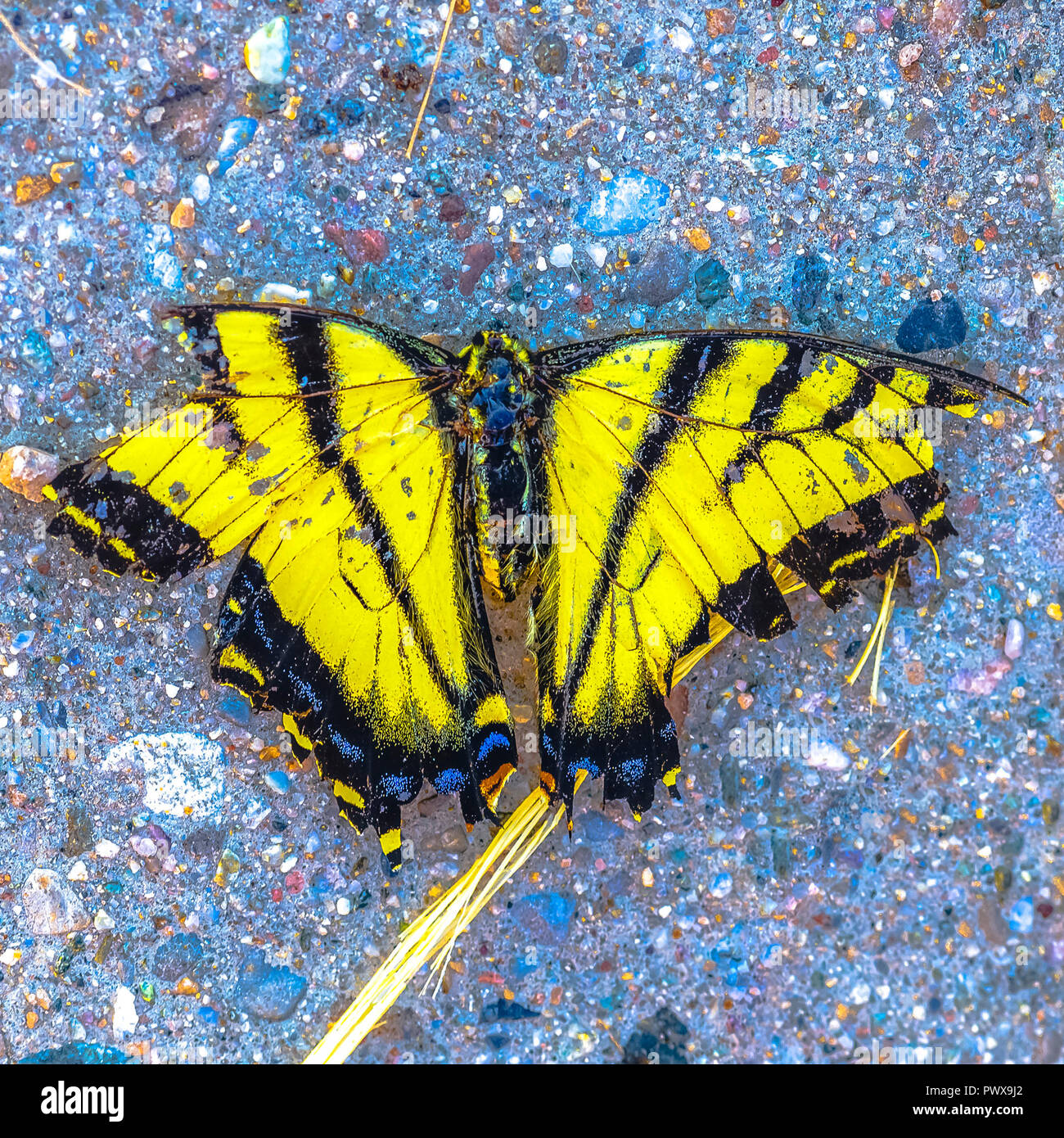 Butterfly torn wings hi-res stock photography and images - Alamy