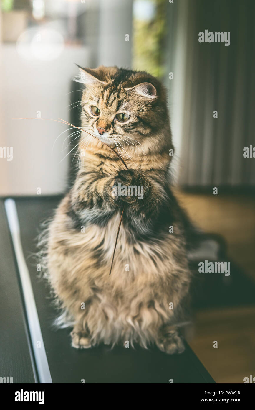 Fluffy cat hind legs hi-res stock photography and images - Alamy