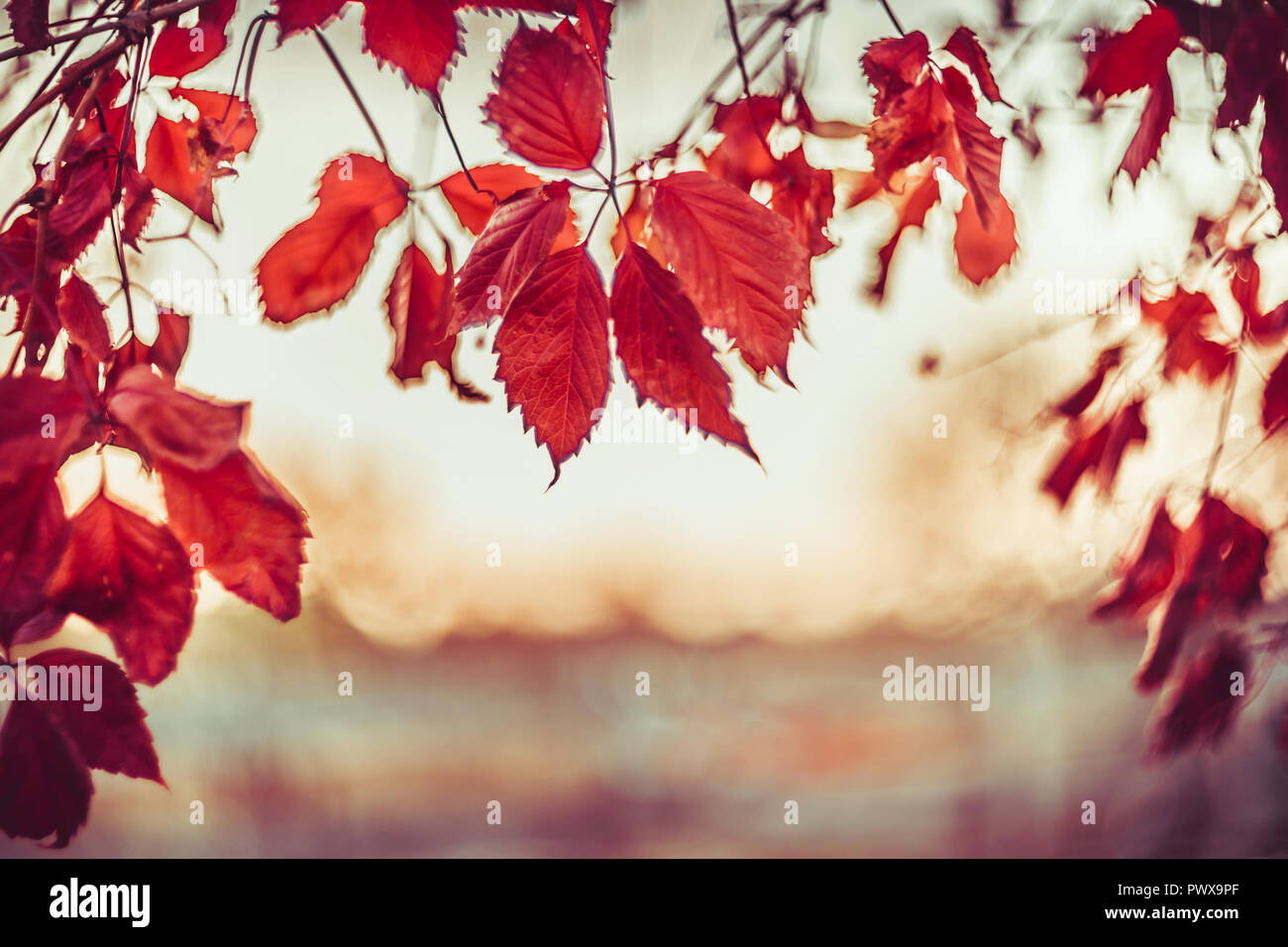 Sunset autumn nature background with hanging Virginia creeper foliage ...