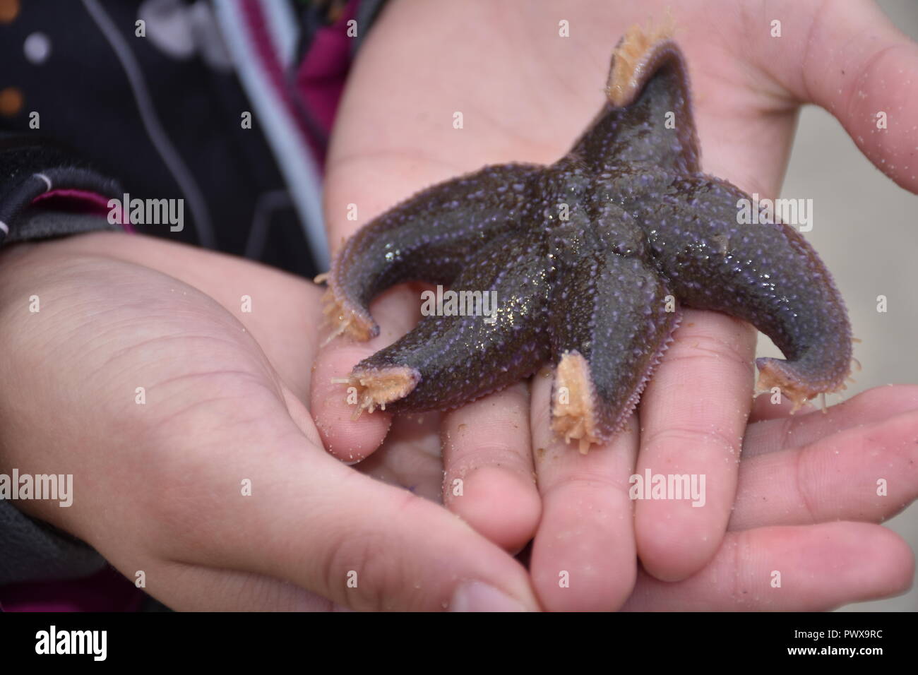 Seestern stern hi-res stock photography and images - Alamy