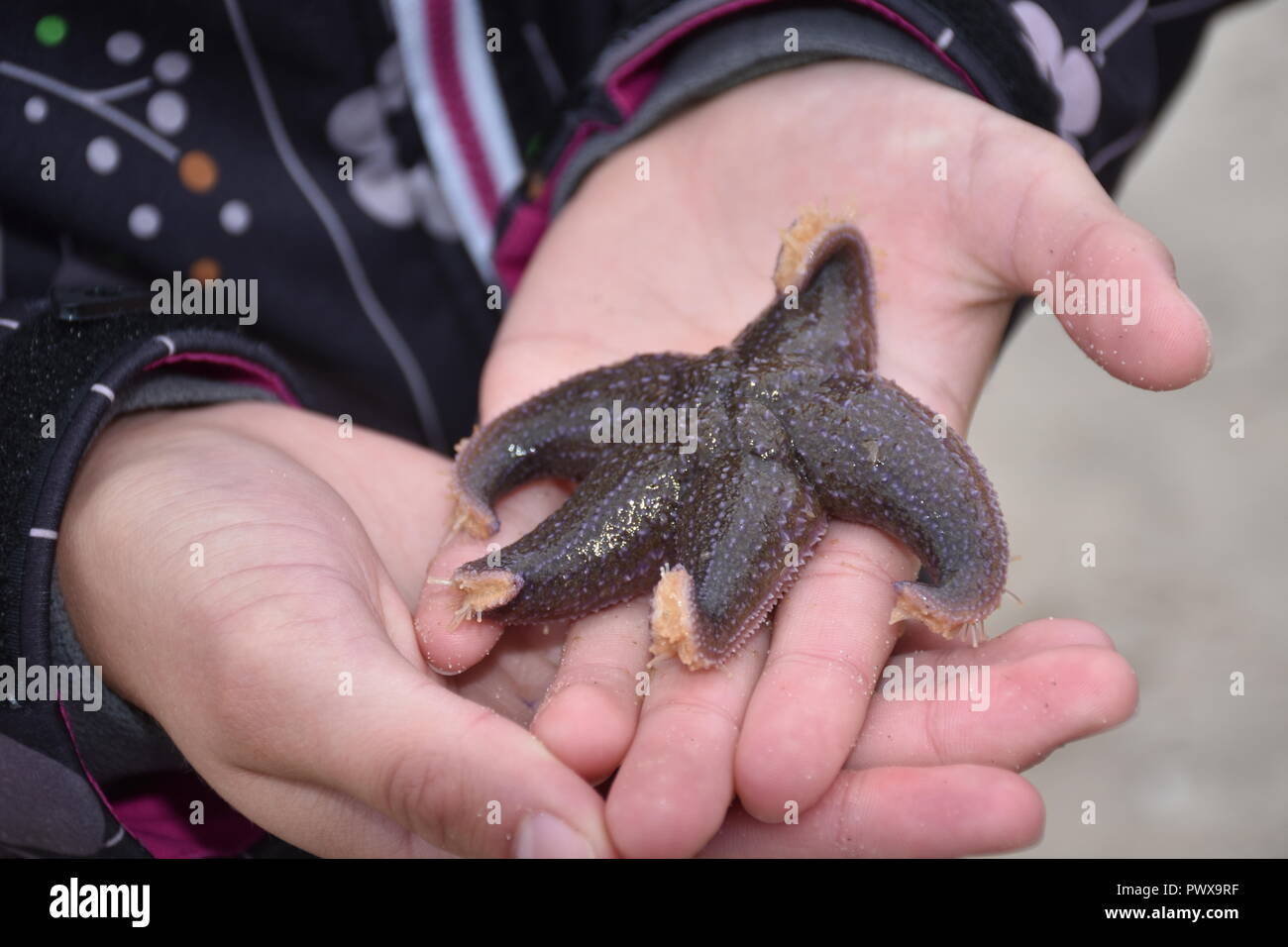 Seestern stern hi-res stock photography and images - Alamy