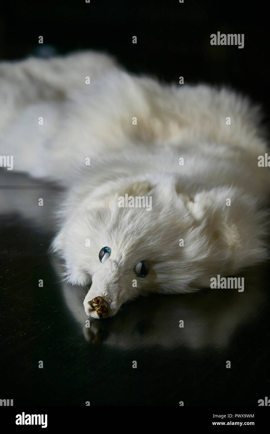 Vertical shot fox in hi-res stock photography and images - Alamy