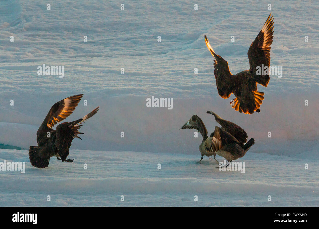 Dead emperor penguin chick hi-res stock photography and images - Alamy