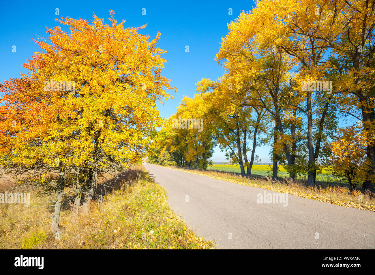 Country road with yellow trees on the roadsides in autumn Stock Photo ...