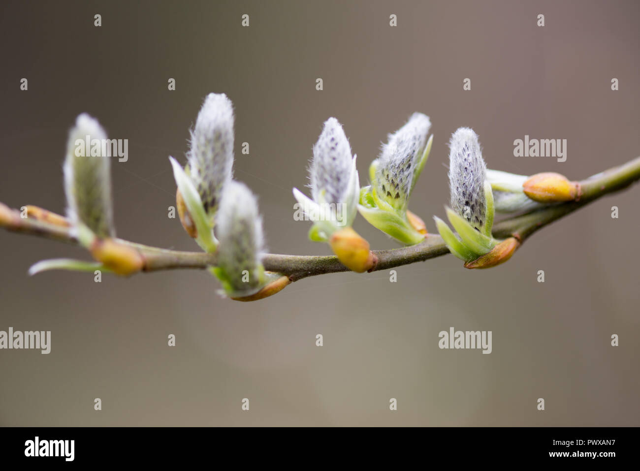 Uk buds hi-res stock photography and images - Alamy