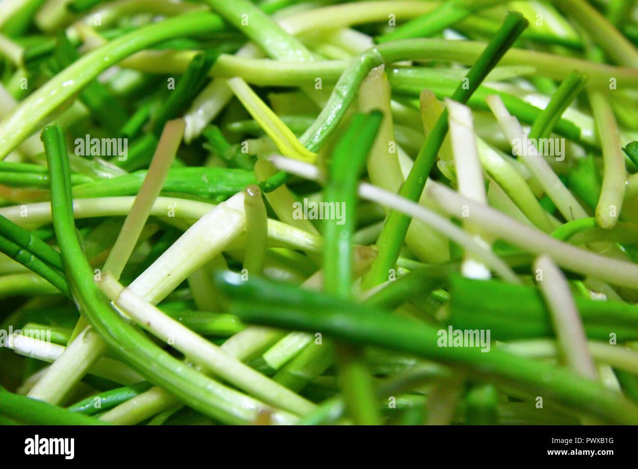 Fresh harvest of spring ramson or wild leek stems Stock Photo - Alamy