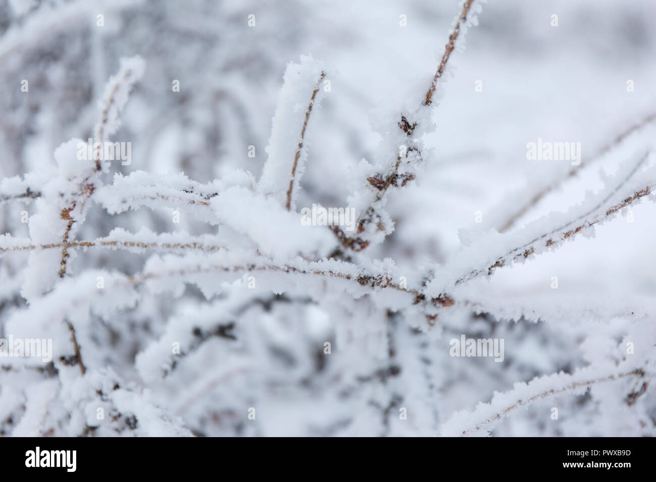 Winter frost branches snow and ice covered. Winter background Stock ...