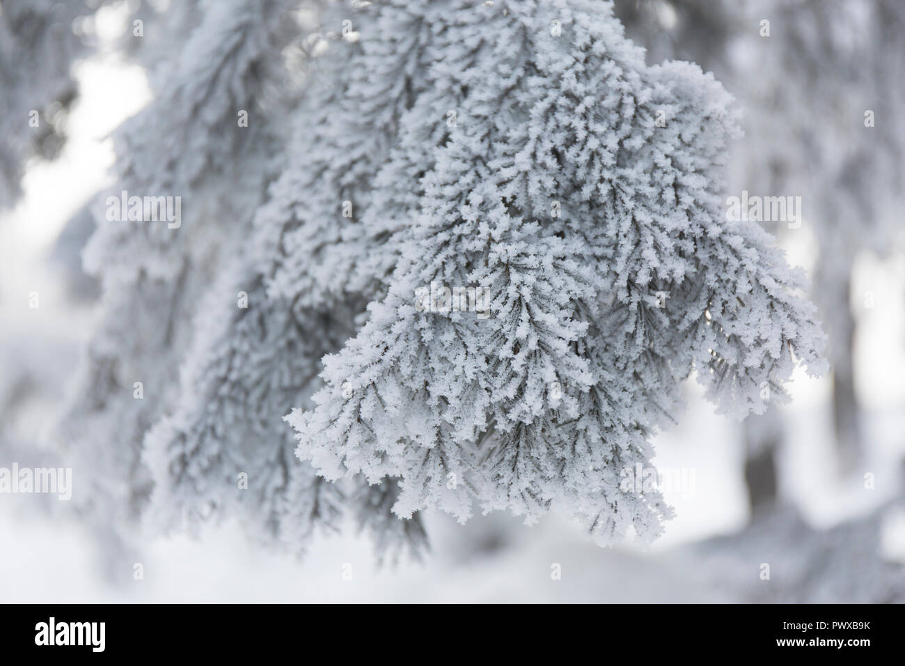 Winter frost branches snow and ice covered. Winter background Stock ...