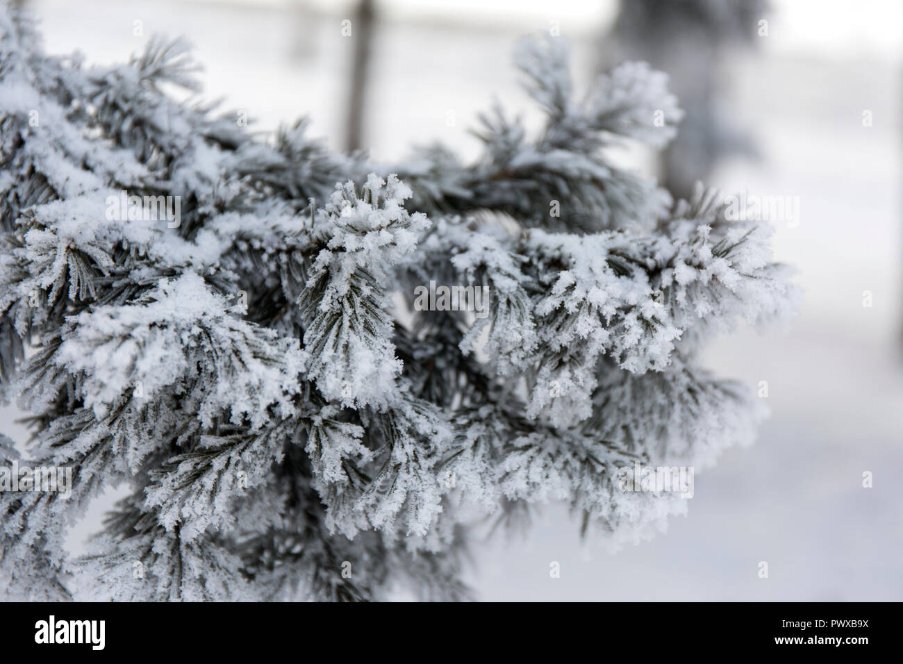 Winter frost branches snow and ice covered. Winter background Stock ...