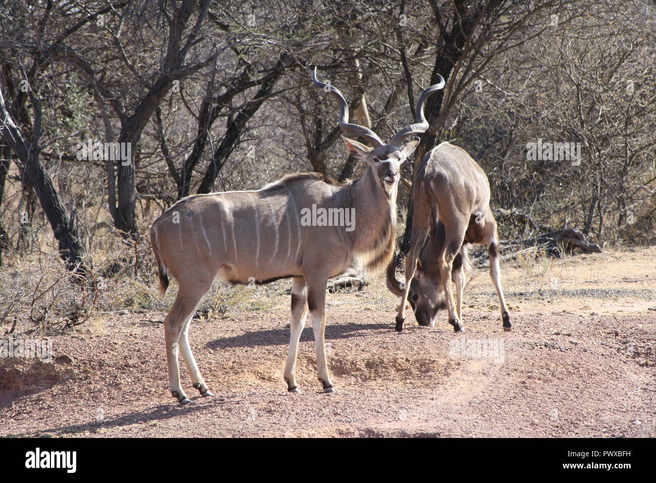 Kudu Bull Antelope Stock Photo - Alamy