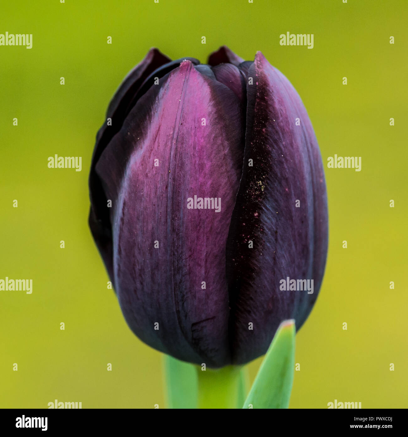 Dark tulip hi-res stock photography and images - Alamy