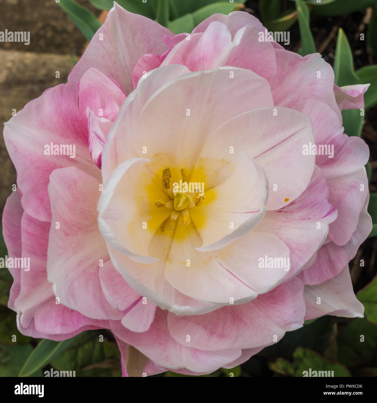 Tulip angelique hi-res stock photography and images - Alamy