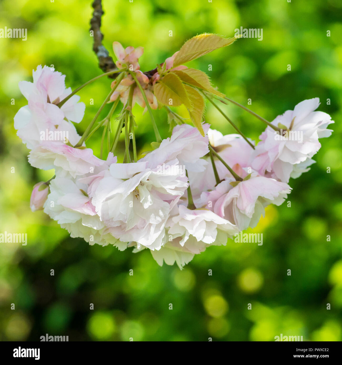 Macro cherry blossom tree hi-res stock photography and images - Alamy