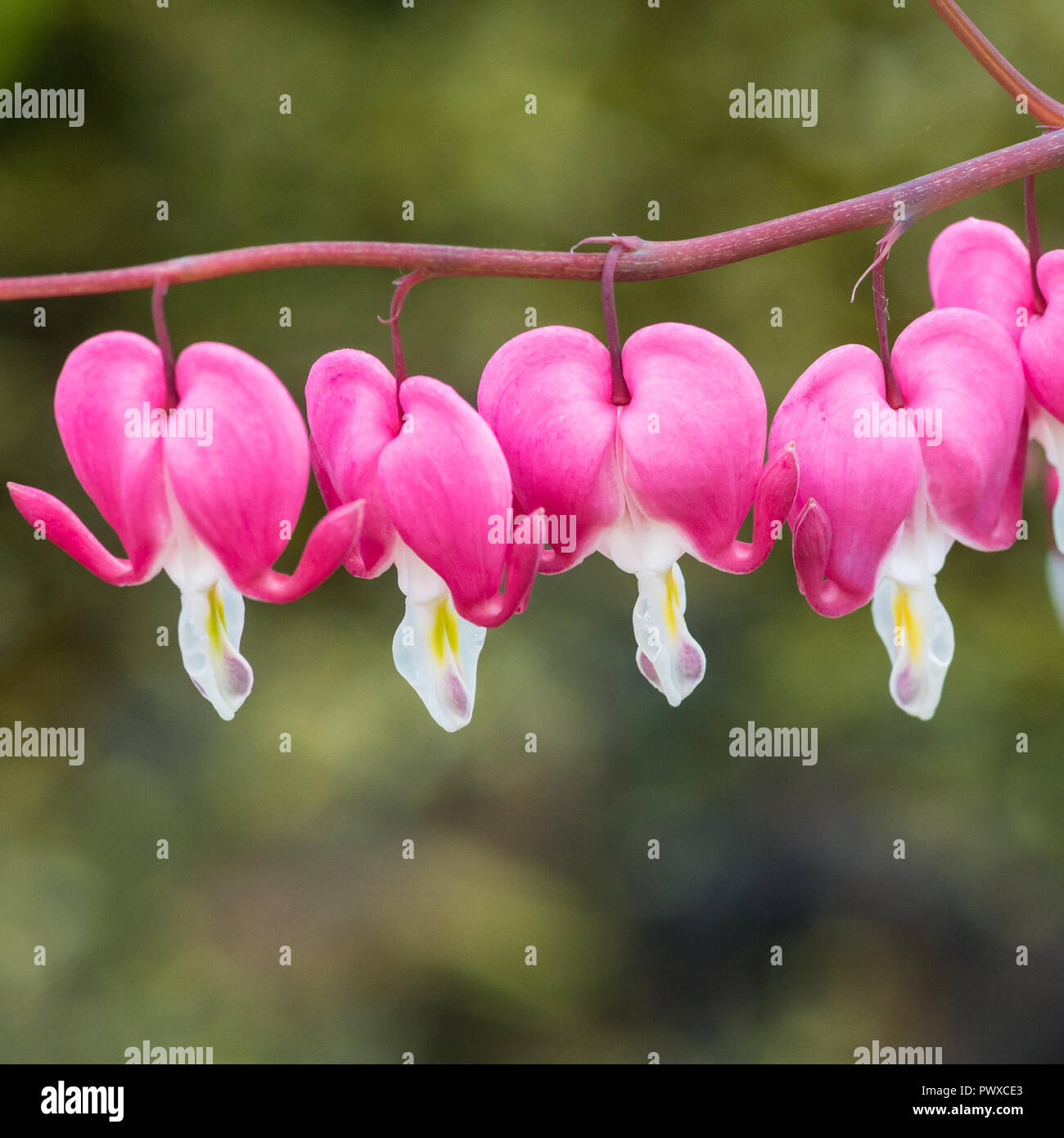 Petal string hi-res stock photography and images - Alamy