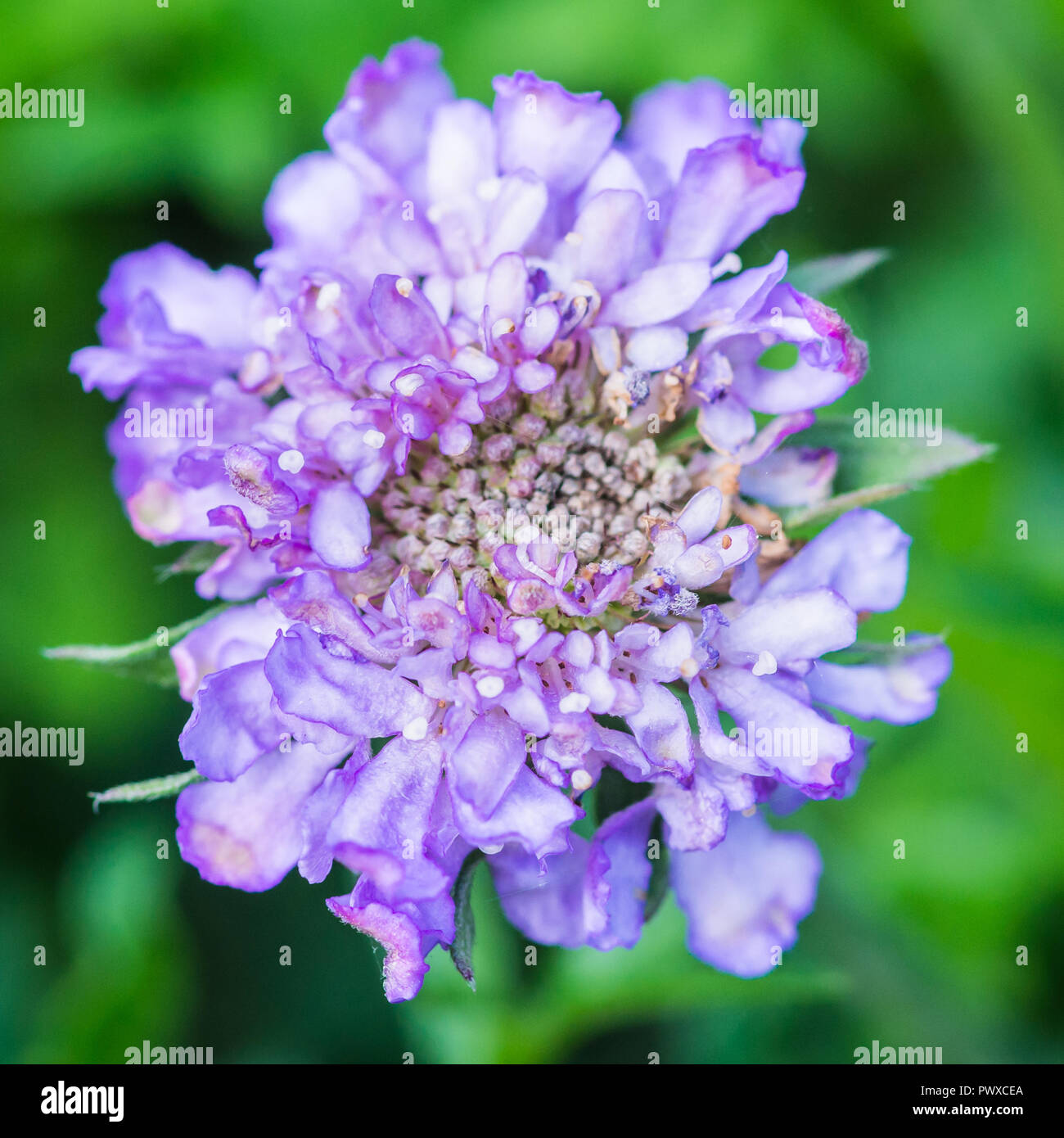 Blue scabious butterfly hi-res stock photography and images - Alamy