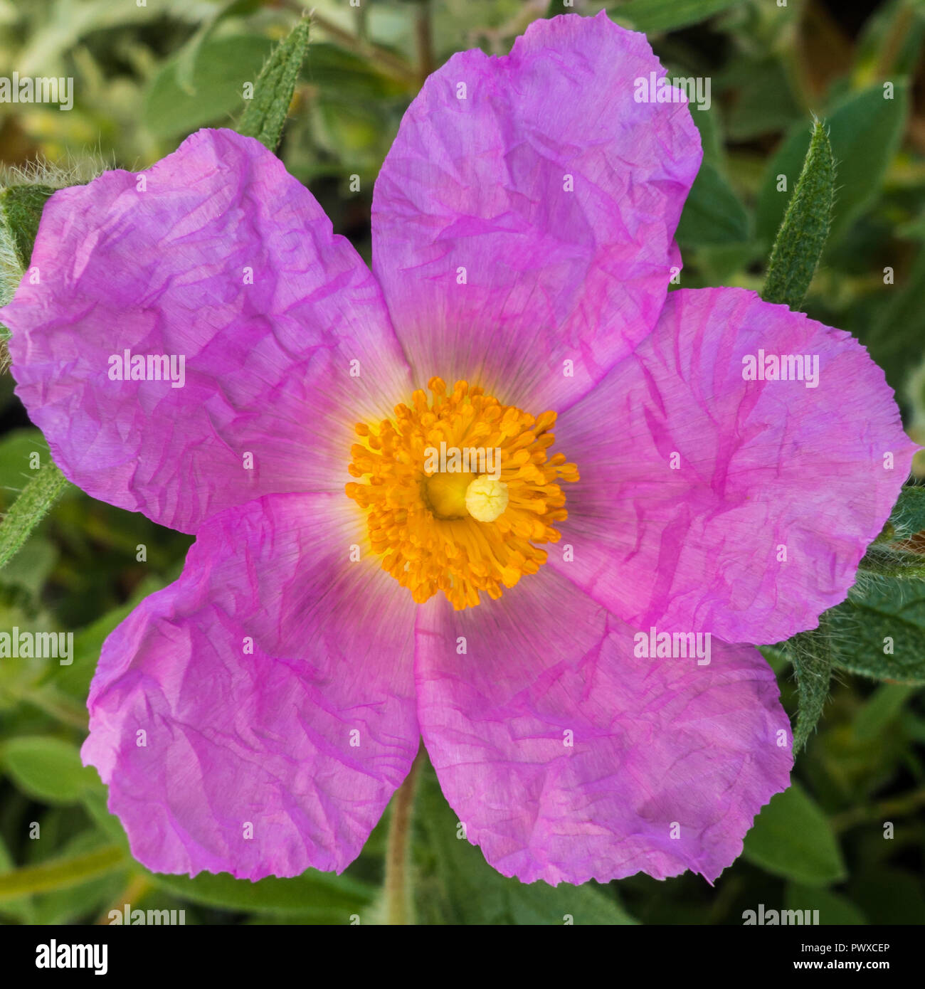 Macro shot pink cistus hi-res stock photography and images - Alamy