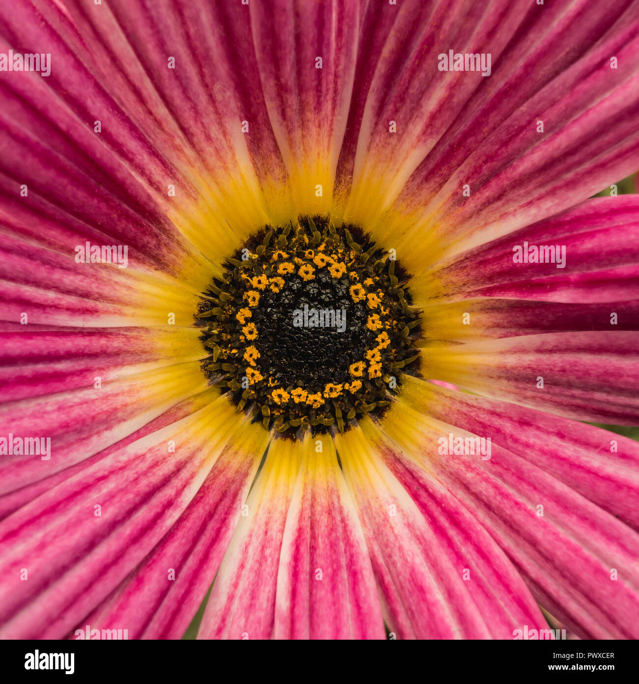 Yellow arctotis hi-res stock photography and images - Alamy