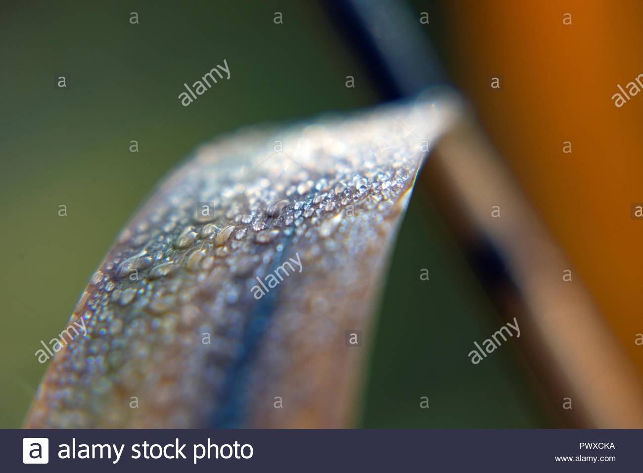 Waterdrops on a reed in Coburg, Germany Stock Photo - Alamy
