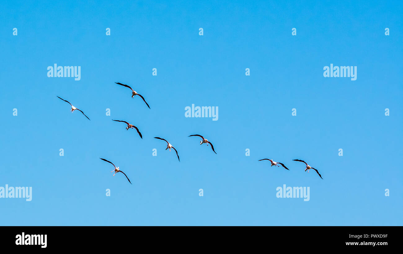 Eight flamingos flying in the sky with wings spread Stock Photo - Alamy