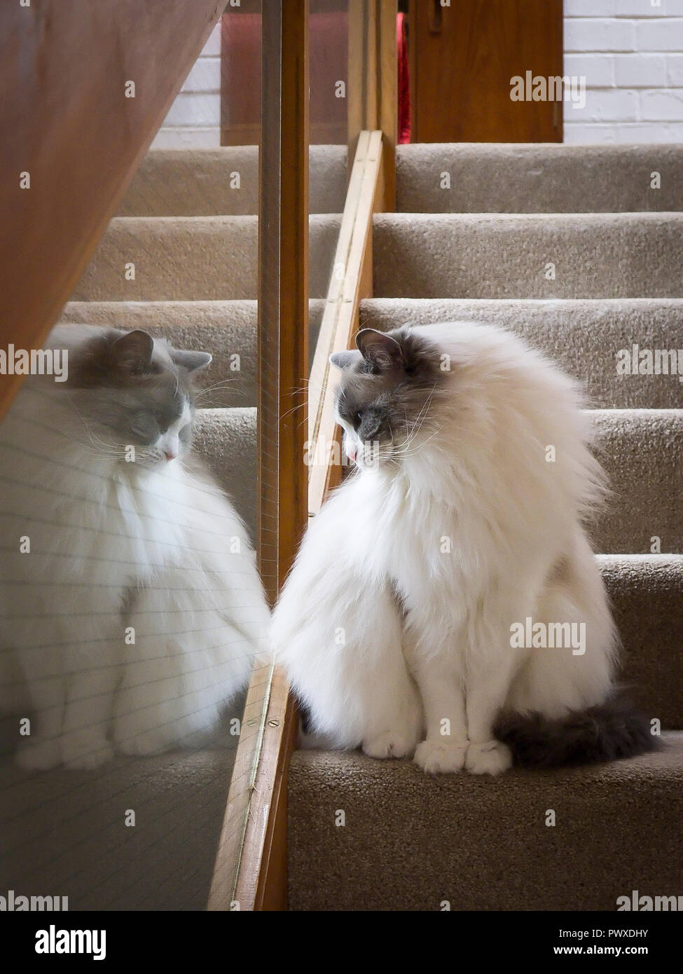 Radgoll hi-res stock photography and images - Alamy