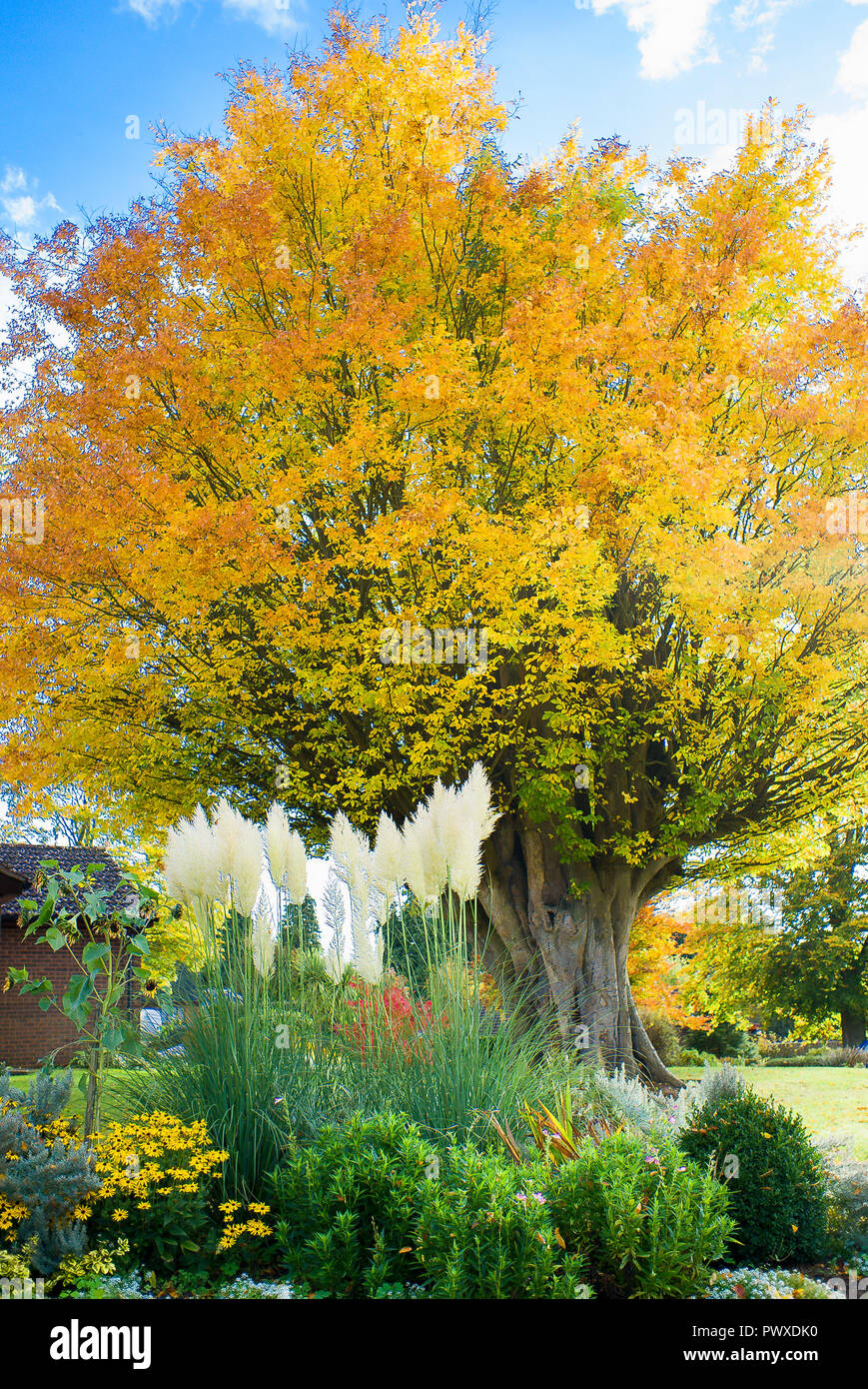 English elm tree hi-res stock photography and images - Alamy