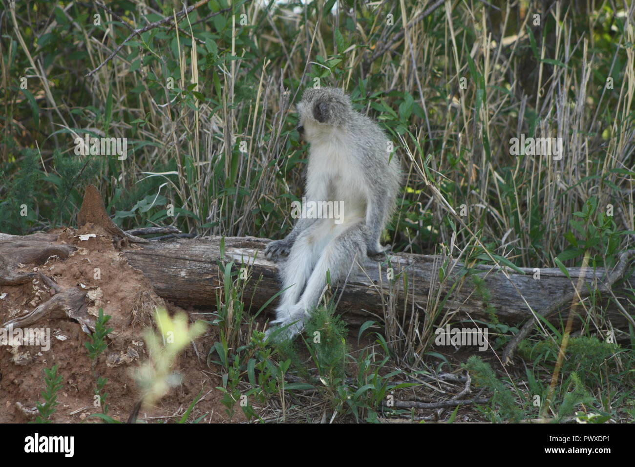 Vervet monkey africa hi-res stock photography and images - Alamy
