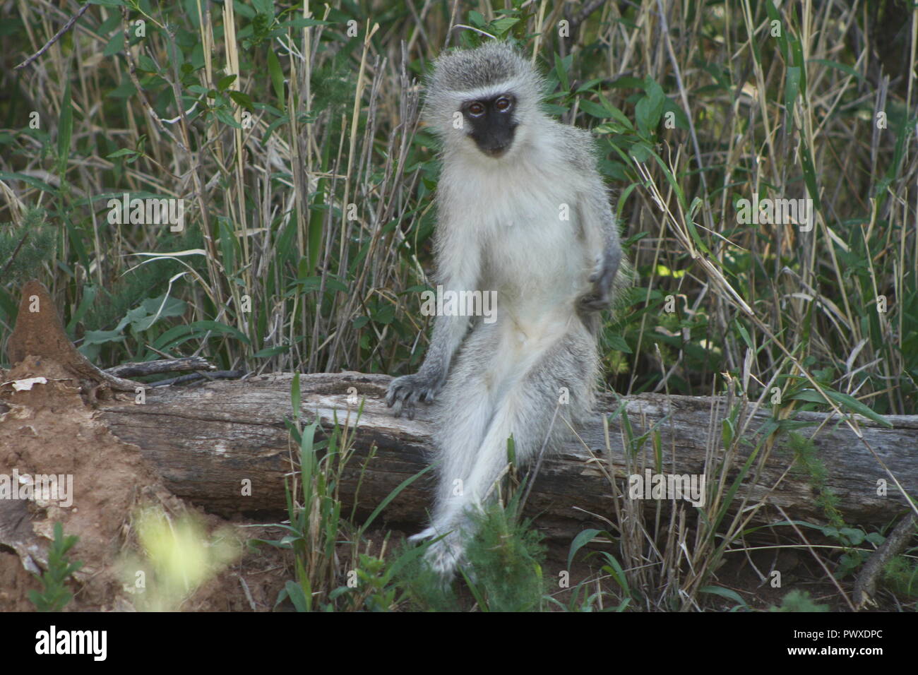 Vervet monkey africa hi-res stock photography and images - Alamy