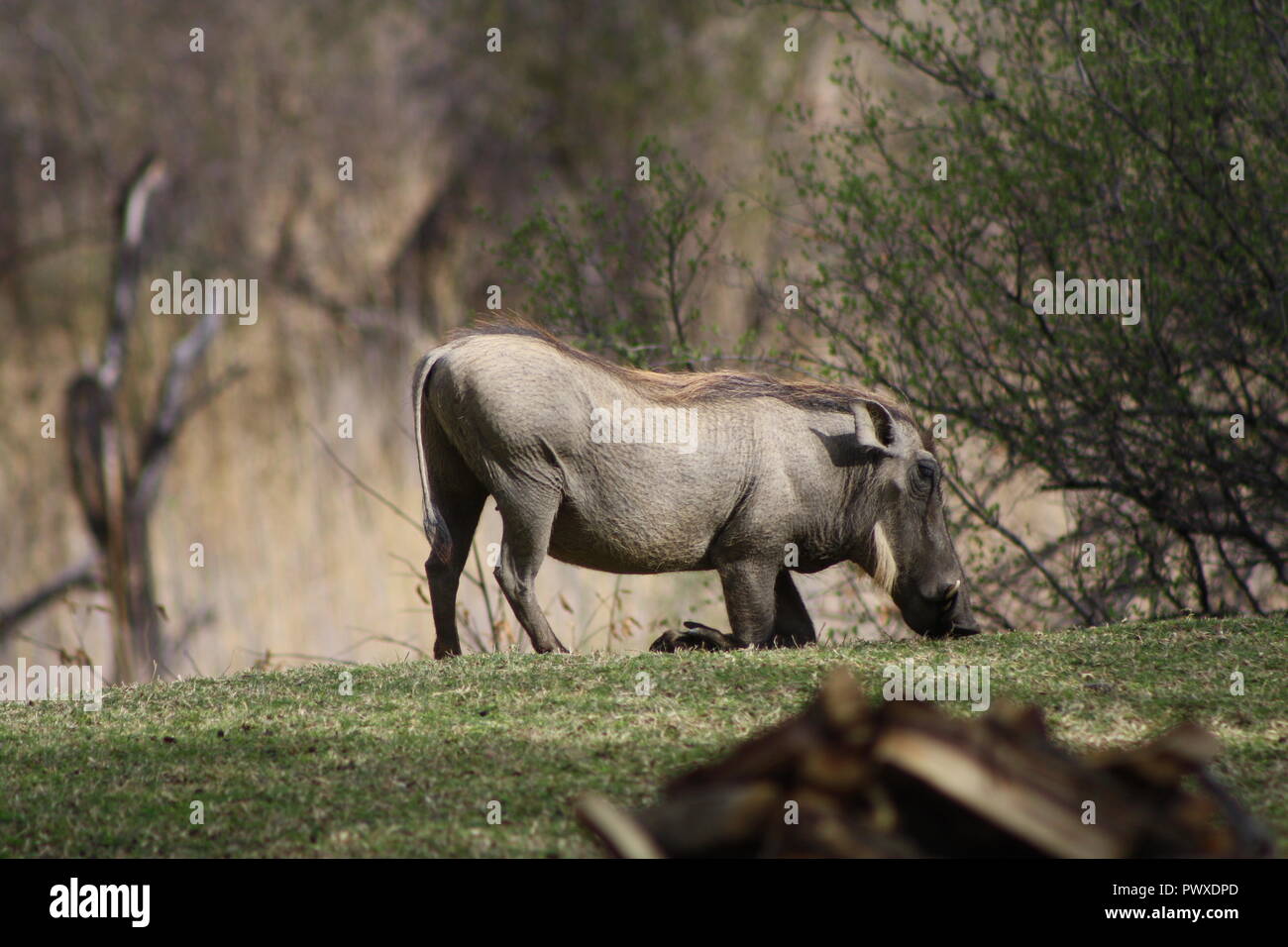 Pumba lion king hi-res stock photography and images - Alamy