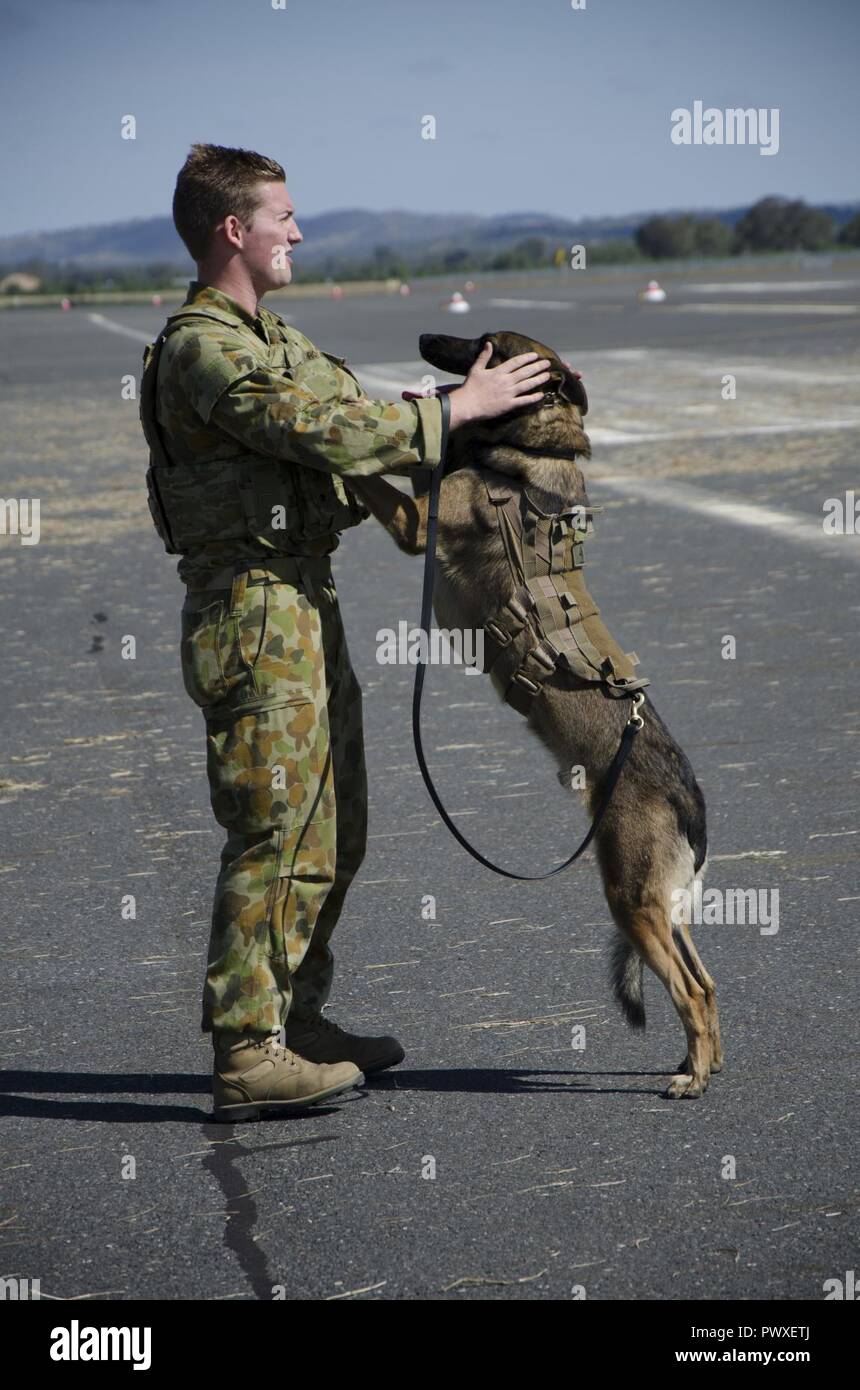 An Australian Army soldier tends to his military working dog as they ...
