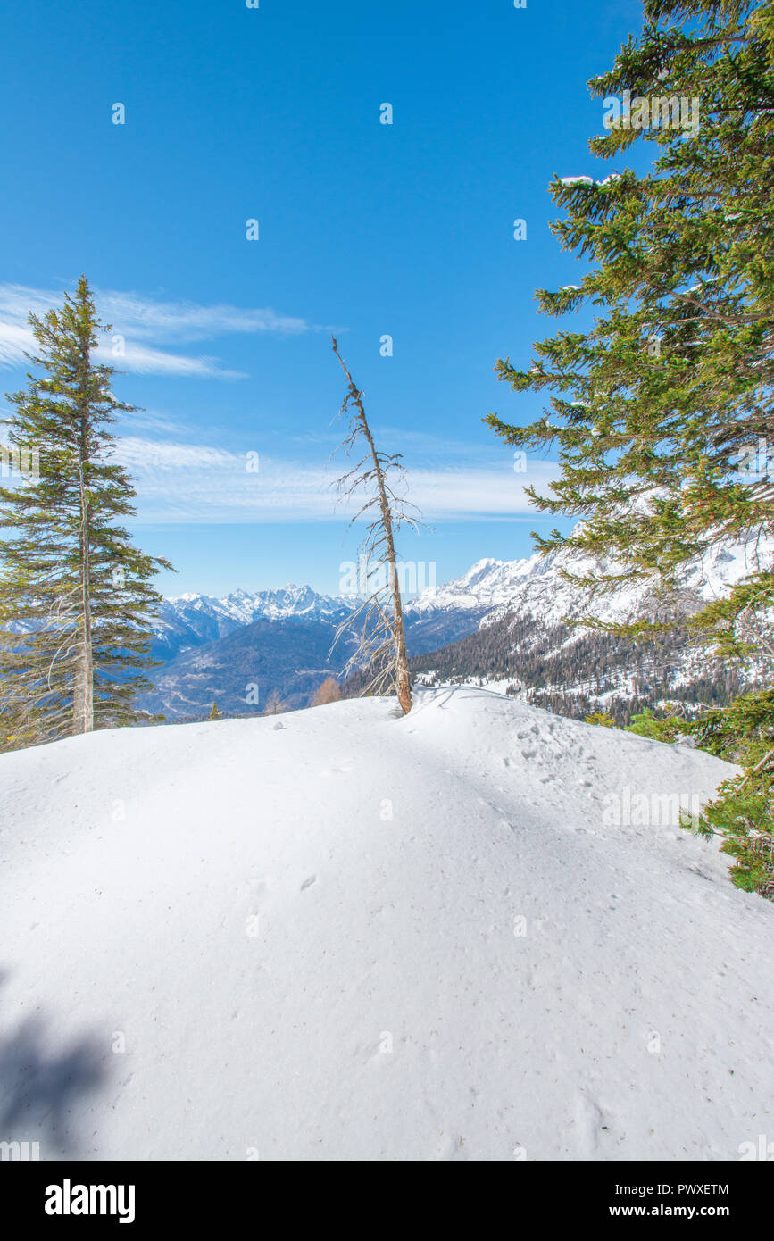 Dead lone pine tree standing in the snow, surrounded by pine and spruce forest, fresh powder on ...