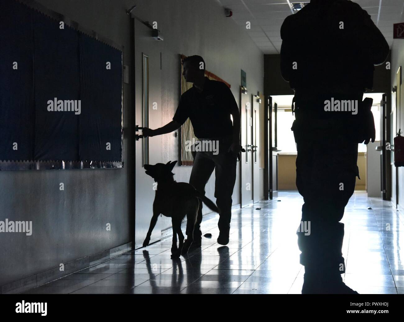 A Military Police Dog Handler takes his working dog, which is trained ...