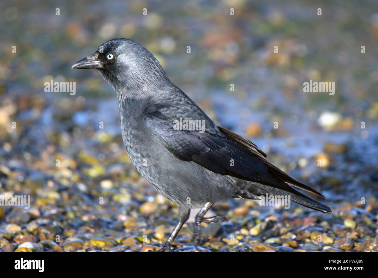 Eurasian Jackdaw on shingle Stock Photo - Alamy
