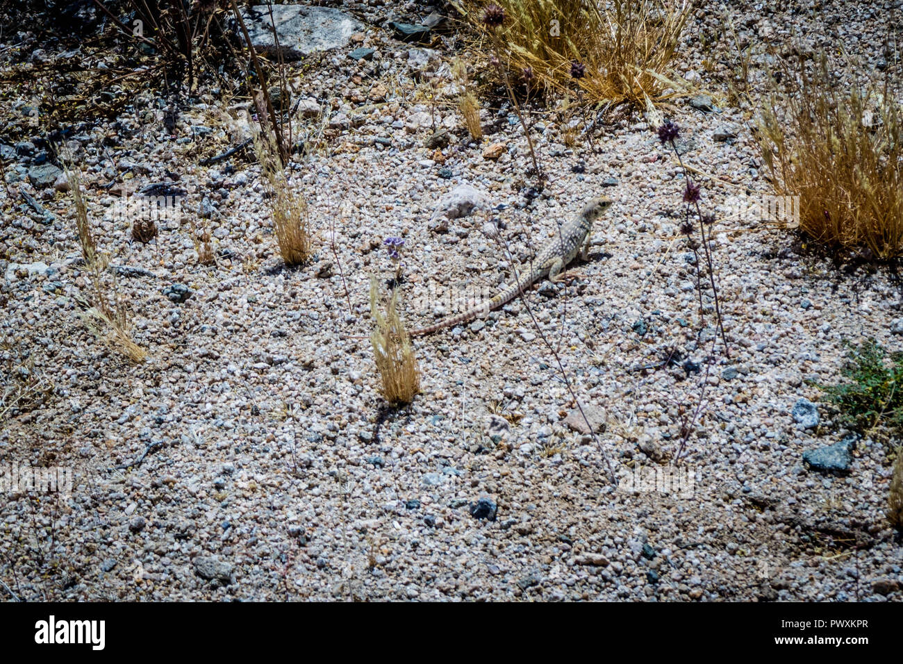 Horned tree lizard hi-res stock photography and images - Alamy